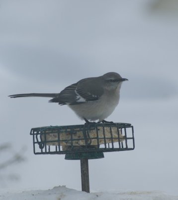 Winter Birds at Chez Yang | Sharon Healy-Yang